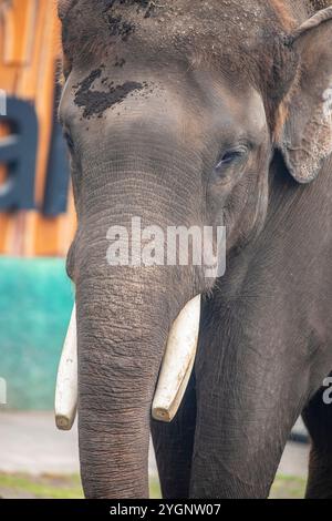 Sumatran elephant (Elephas maximus sumatranus) portrait, Sumatra ...