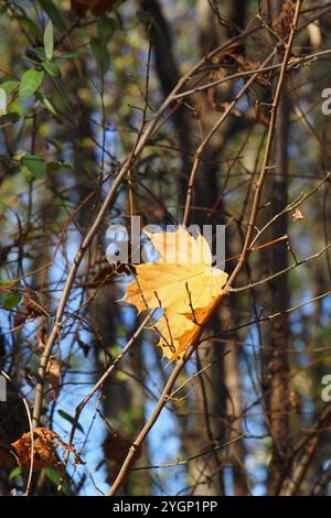 Only 1 leaf appears in these images Stock Photo - Alamy