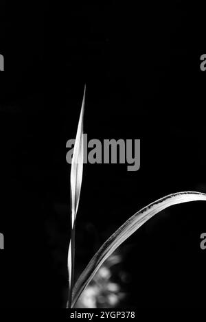 Tropical dropseed ( Sporobolus tenuissimus ) - Kampala Uganda Stock ...