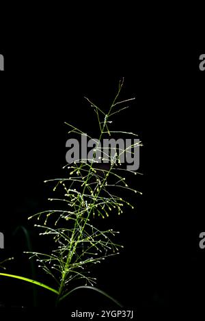 Tropical dropseed ( Sporobolus tenuissimus ) - Kampala Uganda Stock ...