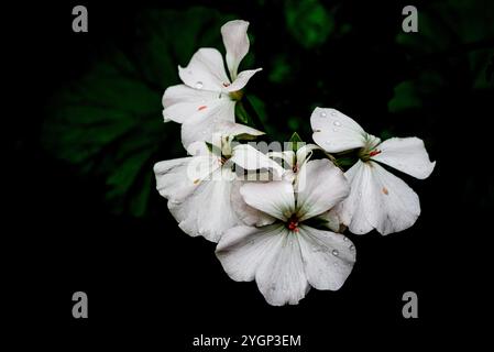 Horseshoe geranium, Pelargonium zonale Stock Photo - Alamy