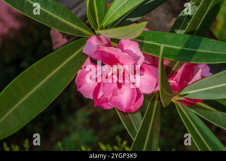 Oleander ( Nerium oleander ) - Kampala Uganda Stock Photo - Alamy