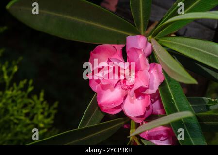 Oleander ( Nerium oleander ) - Kampala Uganda Stock Photo - Alamy