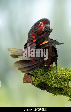 rajah lory or red-quilled lory Chalcopsitta atra insignis, prettiest ...