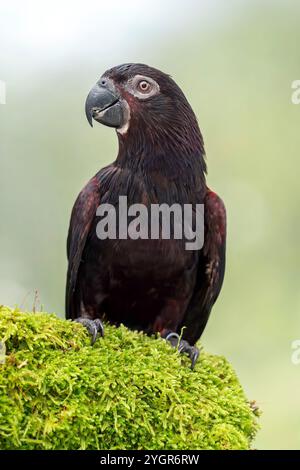 bernstein lory Chalcopsitta atra bernsteini, subspecies of the black ...