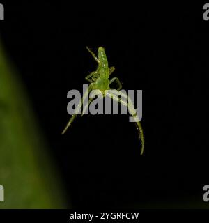 Green Grass Crab Spiders (Oxytate), Arachnida, Emerald Hill, Harare ...