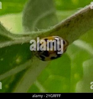 Twenty-spotted Lady Beetle (Psyllobora vigintimaculata Stock Photo - Alamy