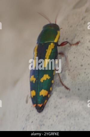 Red-legged Buprestis Beetle (Buprestis rufipes) Insecta Stock Photo - Alamy