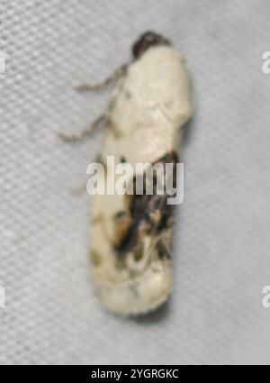 Small Bird-dropping Moth (Ponometia erastrioides Stock Photo - Alamy