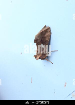 Tomato Looper (Chrysodeixis chalcites Stock Photo - Alamy