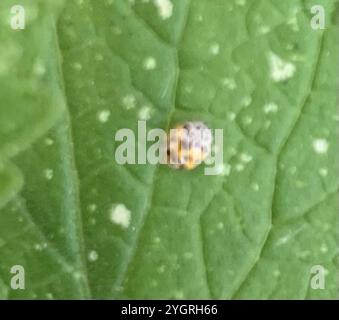 Twenty-spotted Lady Beetle (Psyllobora vigintimaculata Stock Photo - Alamy
