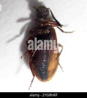Long-jointed Beetles (Lagriinae Stock Photo - Alamy