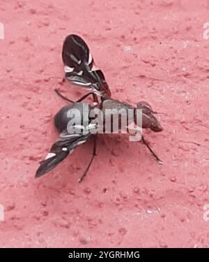 Common Picture-winged Fly (Delphinia picta Stock Photo - Alamy