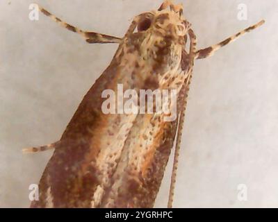 Apple Pith Moth (Blastodacna atra), Insecta, Blanchard, Moth Sheet ...