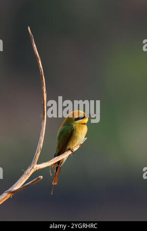 Australian Rainbow Bee-eater. Image captured along the banks of the ...