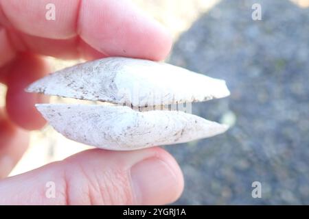 Soft-shelled Clam (Mya arenaria) Mollusca Stock Photo - Alamy