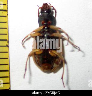 Vivid Metallic Ground Beetles (Chlaenius Stock Photo - Alamy