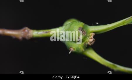 white oak club gall wasp (Callirhytis clavula Stock Photo - Alamy