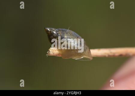 Mimic Lymnaea (Pseudosuccinea columella Stock Photo - Alamy