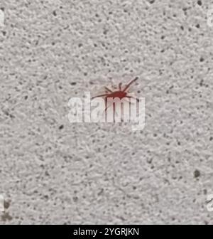 Sidewalk Mites (Balaustium Stock Photo - Alamy