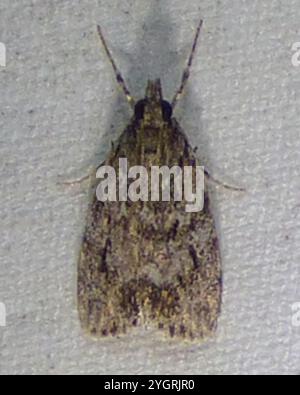 Many-spotted Scoparia Moth (Scoparia basalis Stock Photo - Alamy