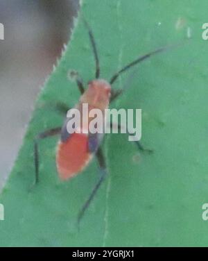 Scarlet Plant Bugs (Lopidea Stock Photo - Alamy