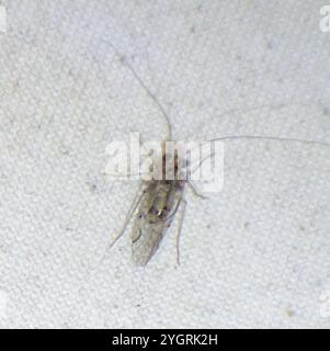 Lizard Barklice (Caeciliusidae Stock Photo - Alamy