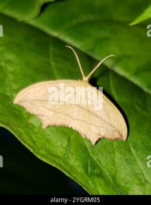 Cross-lined Wave (Timandra amaturaria) Insecta Stock Photo - Alamy