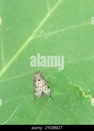 Lesser Variegated Snipe Fly (Rhagio punctipennis Stock Photo - Alamy