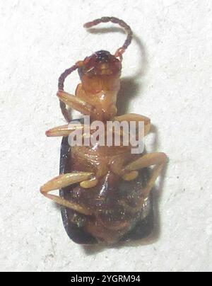Bombardier Beetles (Brachinus Stock Photo - Alamy