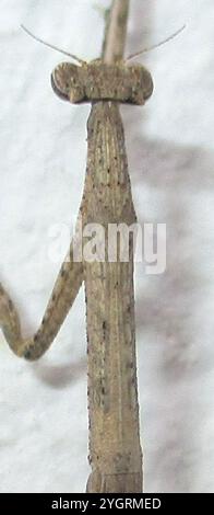 African Stick Mantises (Hoplocorypha Stock Photo - Alamy