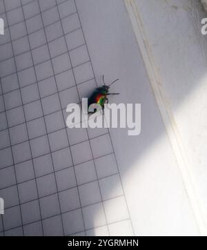 Dead-nettle Leaf Beetle (Fasta fastuosa Stock Photo - Alamy