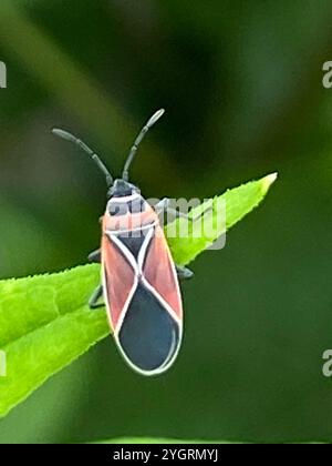 White-crossed Seed Bug (Neacoryphus bicrucis Stock Photo - Alamy