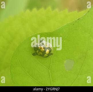 Mottled Tortoise Beetle (Deloyala guttata Stock Photo - Alamy