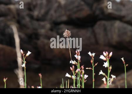 Water Pimpernel (Samolus porosus Stock Photo - Alamy