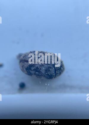 Australian Carpet Beetle (Anthrenocerus australis Stock Photo - Alamy