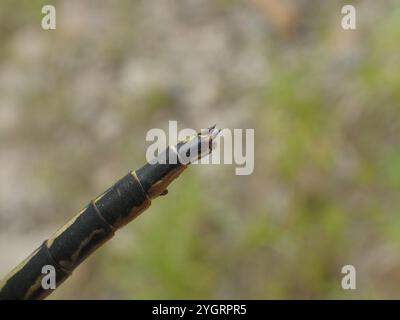 Horned Clubtail (Arigomphus cornutus Stock Photo - Alamy