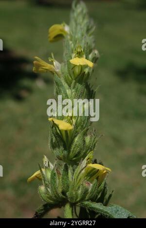 Yellow Justicia (Justicia flava Stock Photo - Alamy