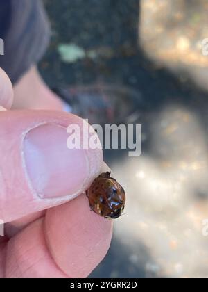 Flying Saucer Lady Beetle (Anatis rathvoni Stock Photo - Alamy