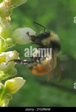 Great Basin Bumble Bee (Bombus centralis Stock Photo - Alamy