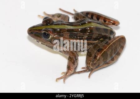 Nile Ridged Frog (Ptychadena nilotica Stock Photo - Alamy