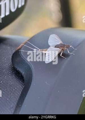 Small Square-gilled Mayflies (Caenidae Stock Photo - Alamy