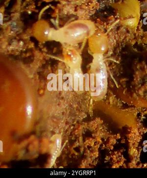 fungus-growing termites (Macrotermitinae Stock Photo - Alamy