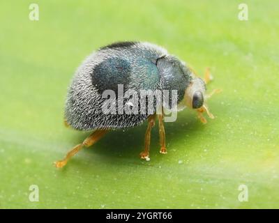 Globe-marked Lady Beetle (Azya orbigera Stock Photo - Alamy