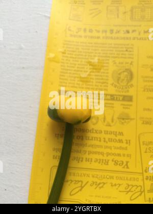 Variegated Yellow Pond-Lily (Nuphar variegata Stock Photo - Alamy