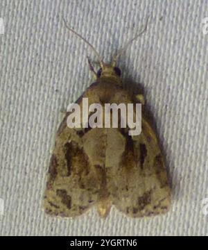 Gray Archips Moth (Archips grisea Stock Photo - Alamy