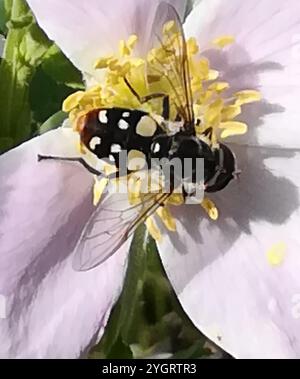 White-spotted Pond Fly (Sericomyia lata Stock Photo - Alamy