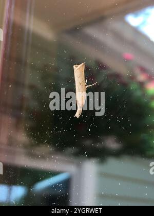 Changeable Grass-veneer (Fissicrambus mutabilis Stock Photo - Alamy