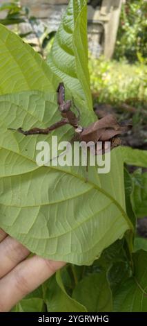 South American Boxer Mantis (Acanthops falcata Stock Photo - Alamy