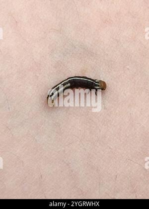 Stalk Borer Moth (Papaipema nebris Stock Photo - Alamy